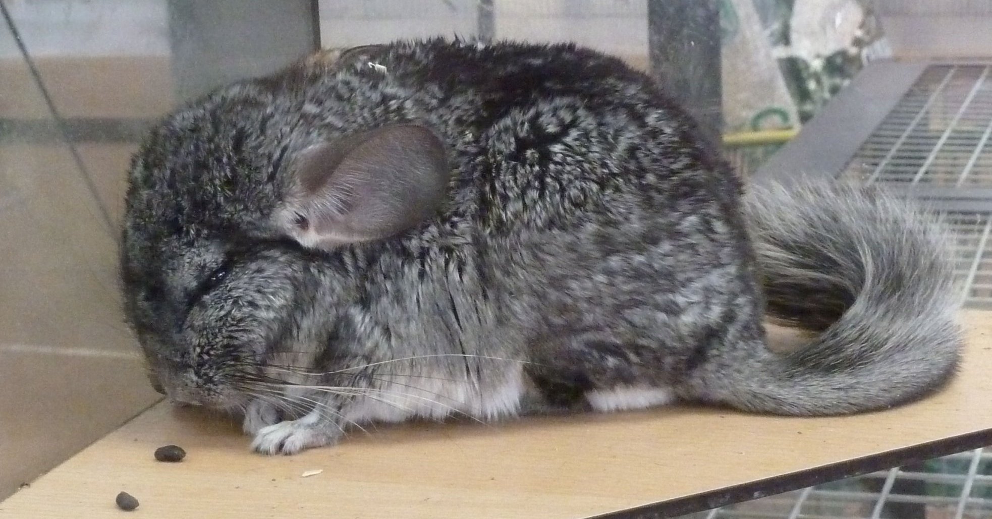 Chinchilla - Les Taxinomes