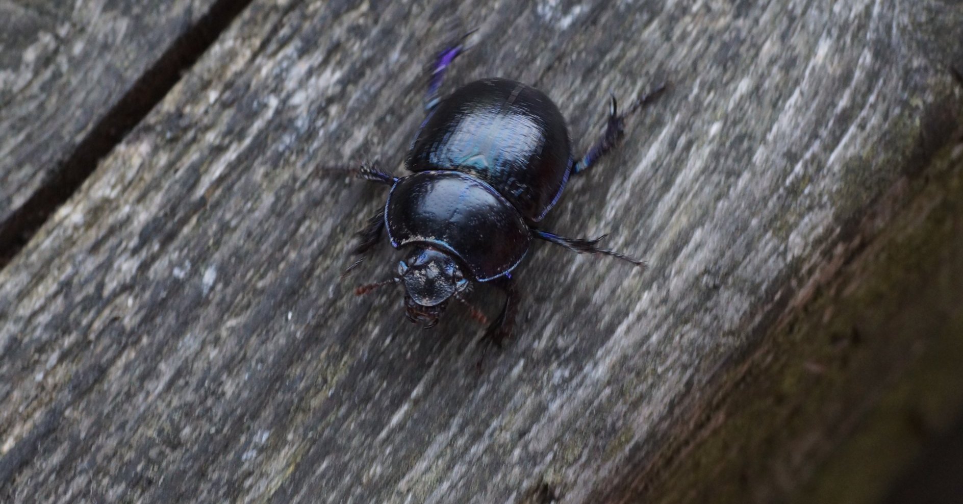 Le Bousier - Les Taxinomes