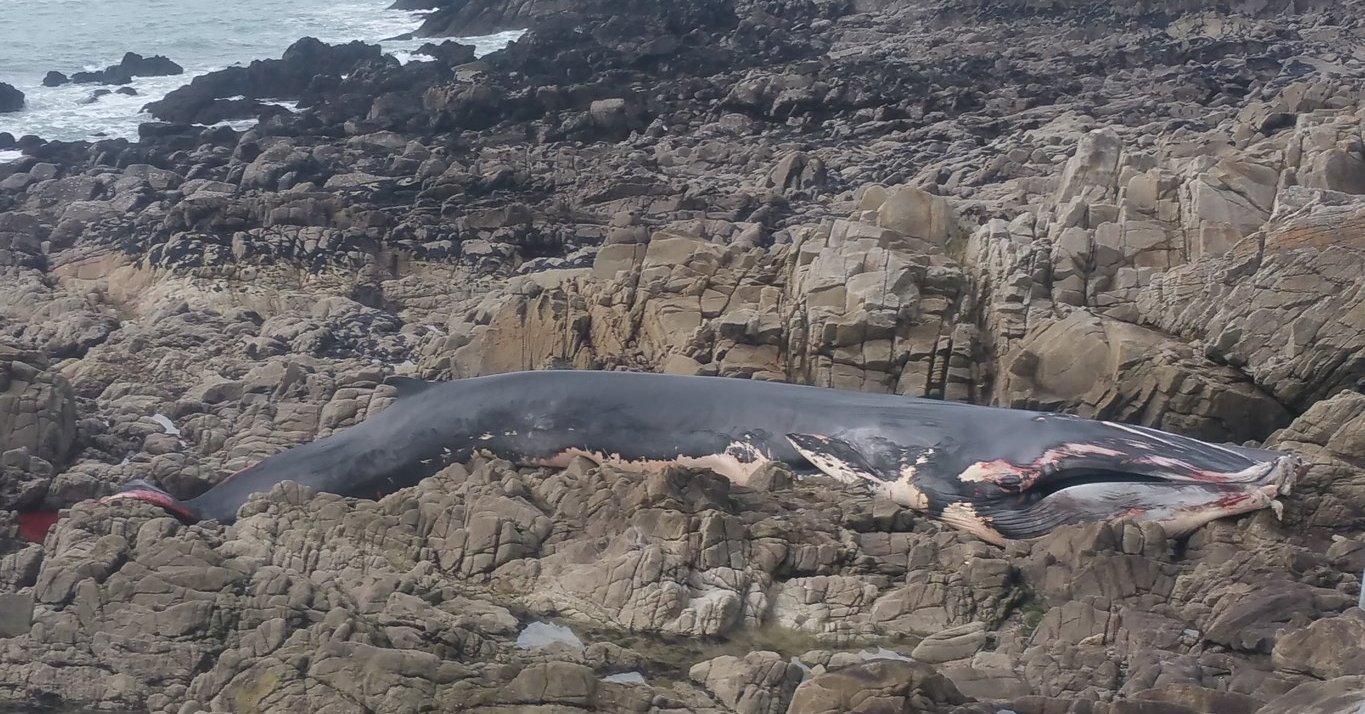 Rorqual commun - Les Taxinomes