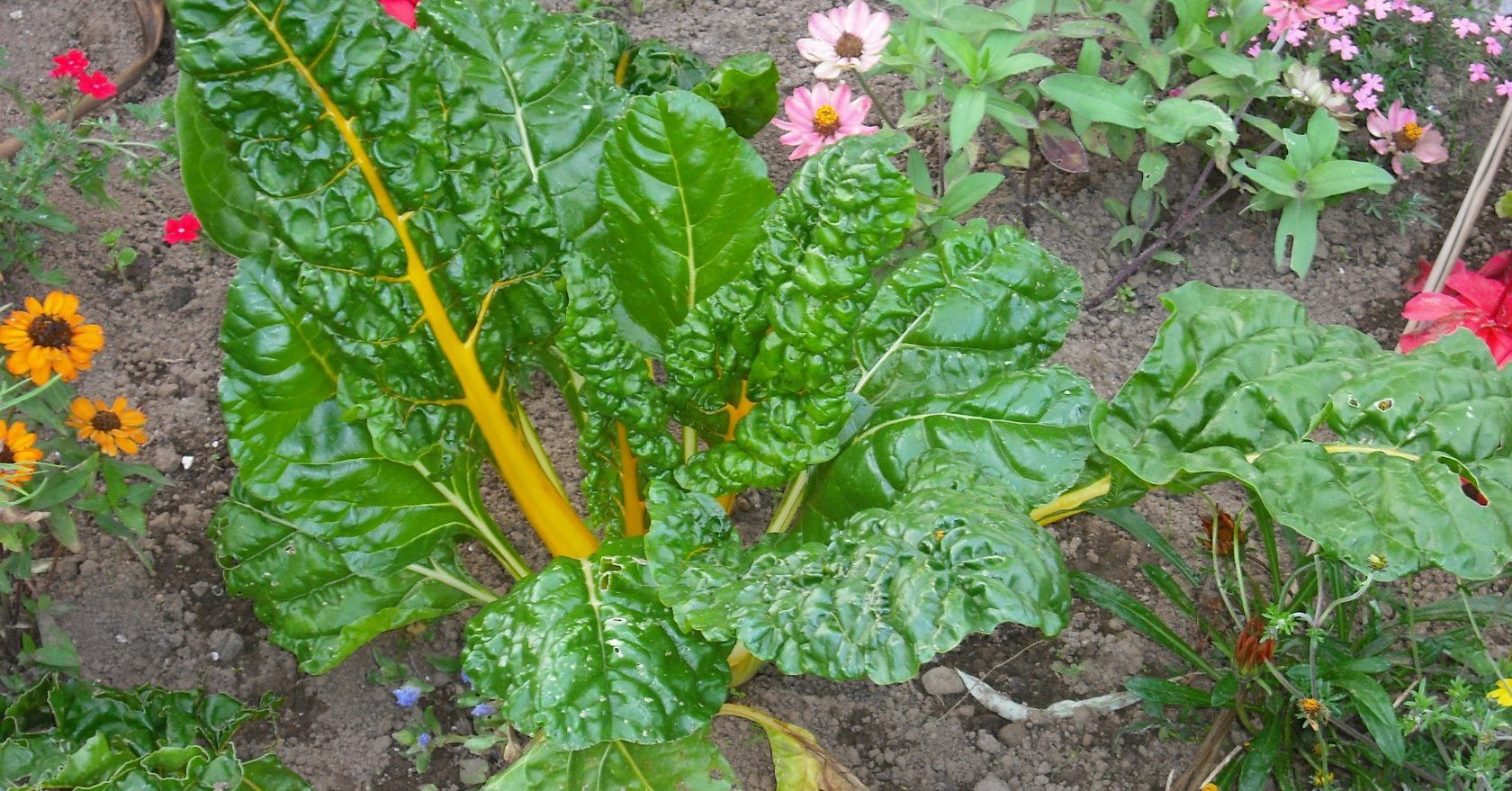 bette jaune - Les Taxinomes