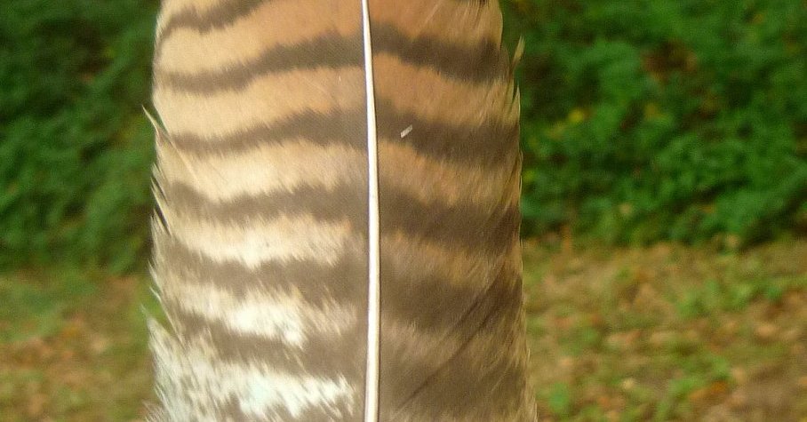 Plume de Buse variable - Les Taxinomes