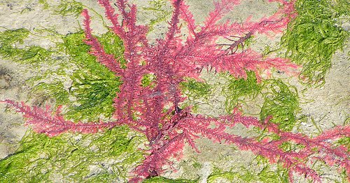 Algues rouges - Les Taxinomes