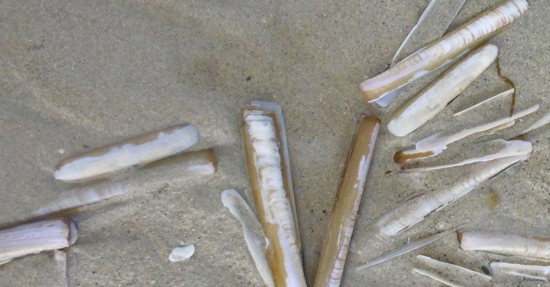 Couteau marin (solen marginatus) - Les Taxinomes