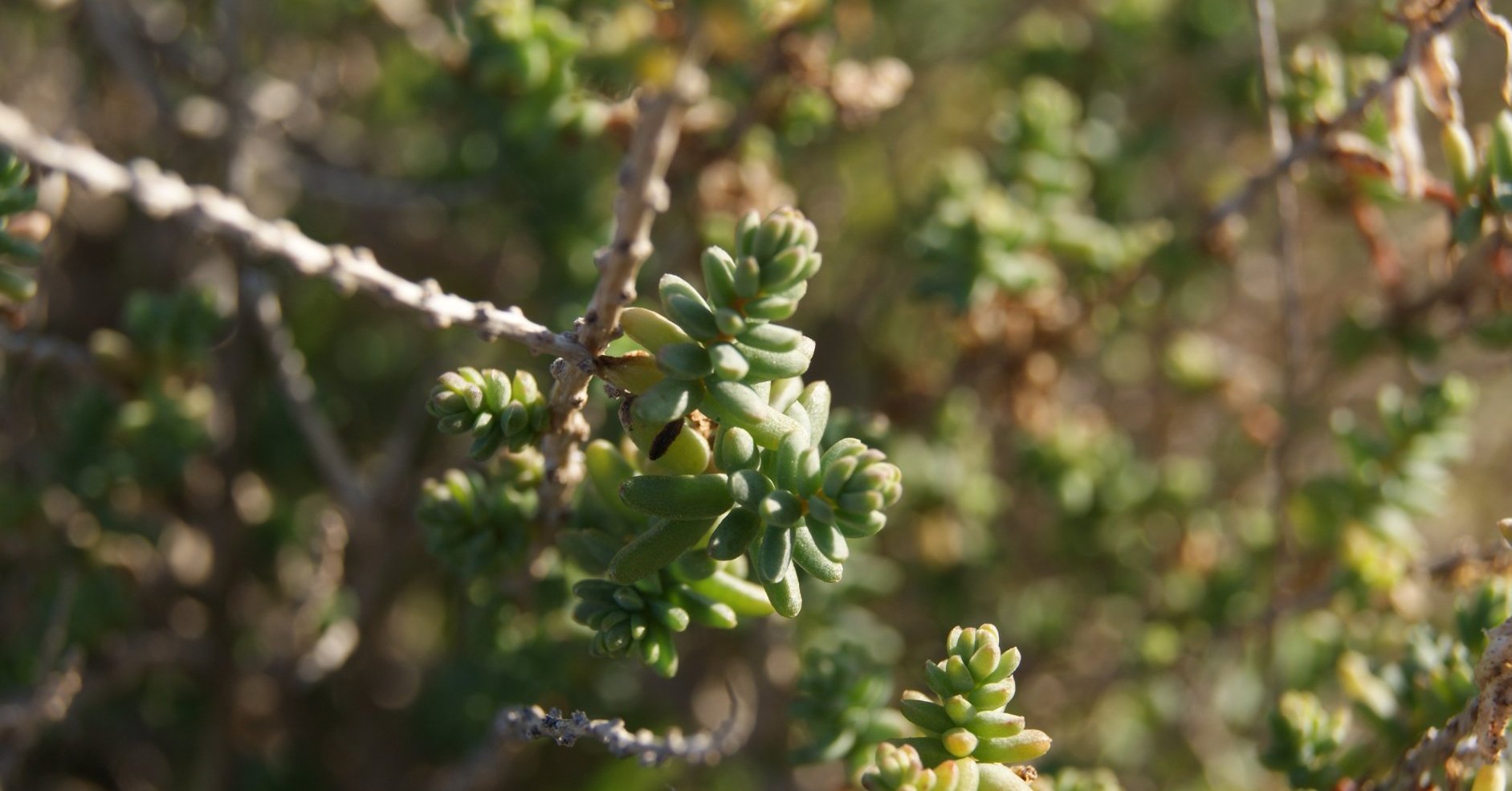 Soude ligneuse - Les Taxinomes