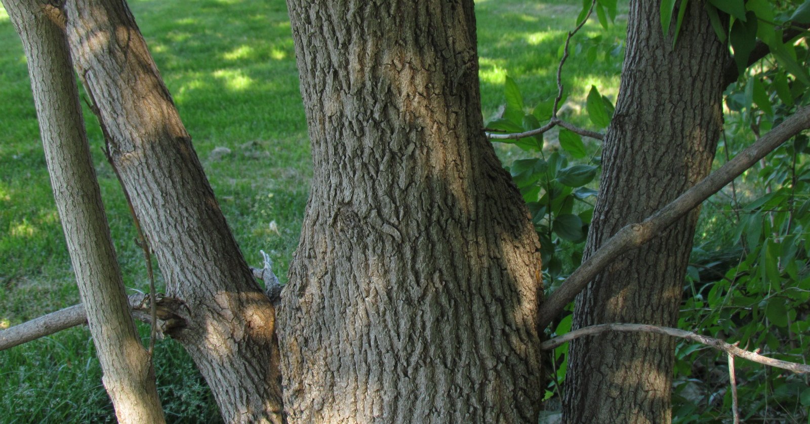 Érable à giguère-écorce - Les Taxinomes