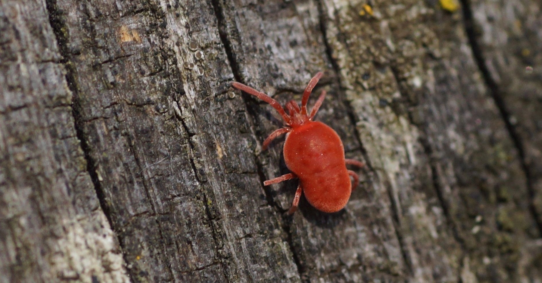 Trombidion soyeux - Les Taxinomes