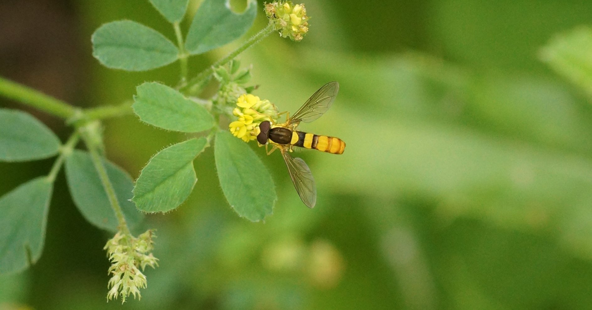 Sphaerophoria rueppelli - Les Taxinomes