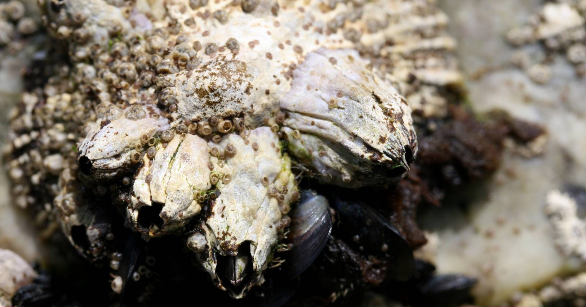 Balanes - Les Taxinomes