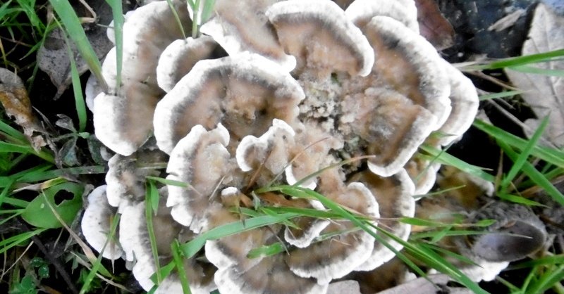 Champignon "tremetes versicolor" - Les Taxinomes