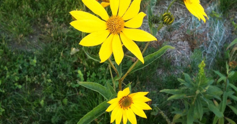 Hélianthe raide - Les Taxinomes