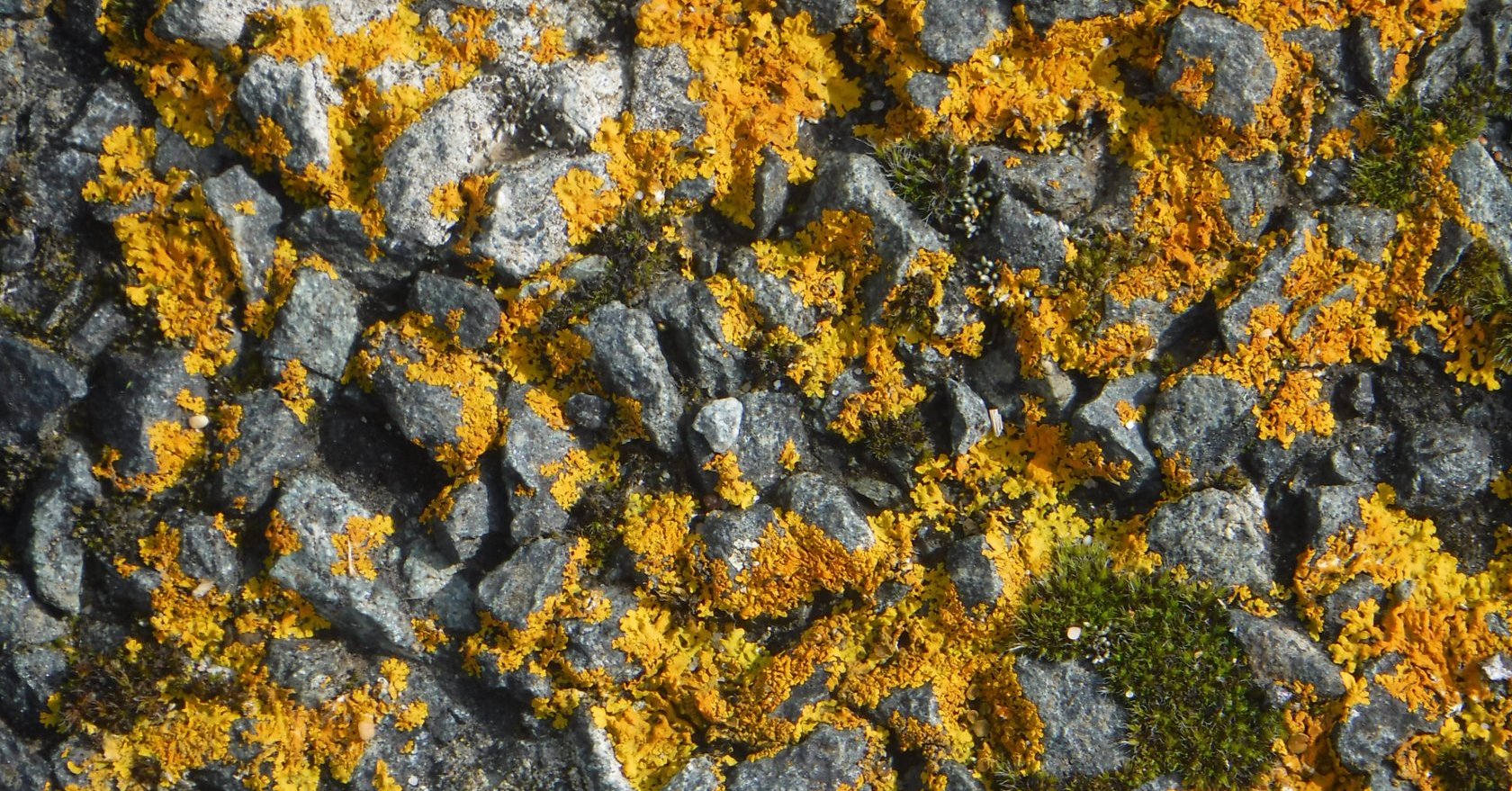 Mousse ? Lichen ? - Les Taxinomes