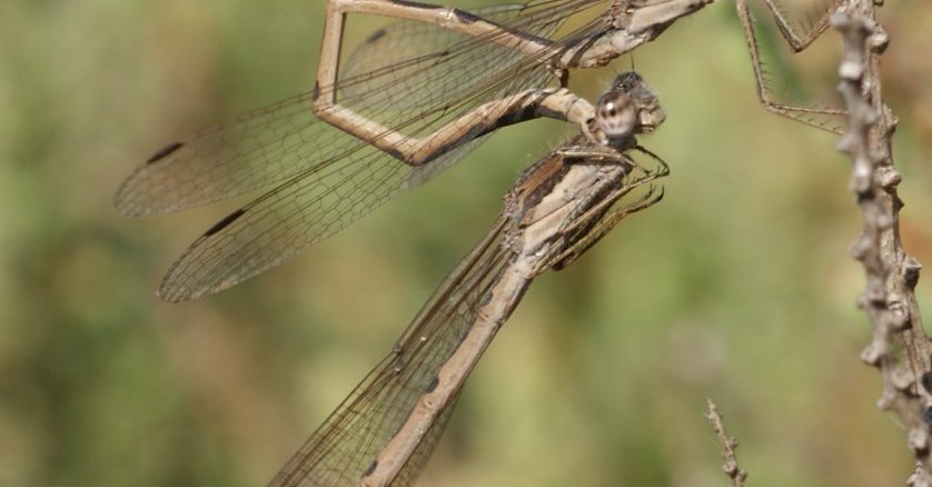 Reproduction chez les odonates - acte 2 - Les Taxinomes