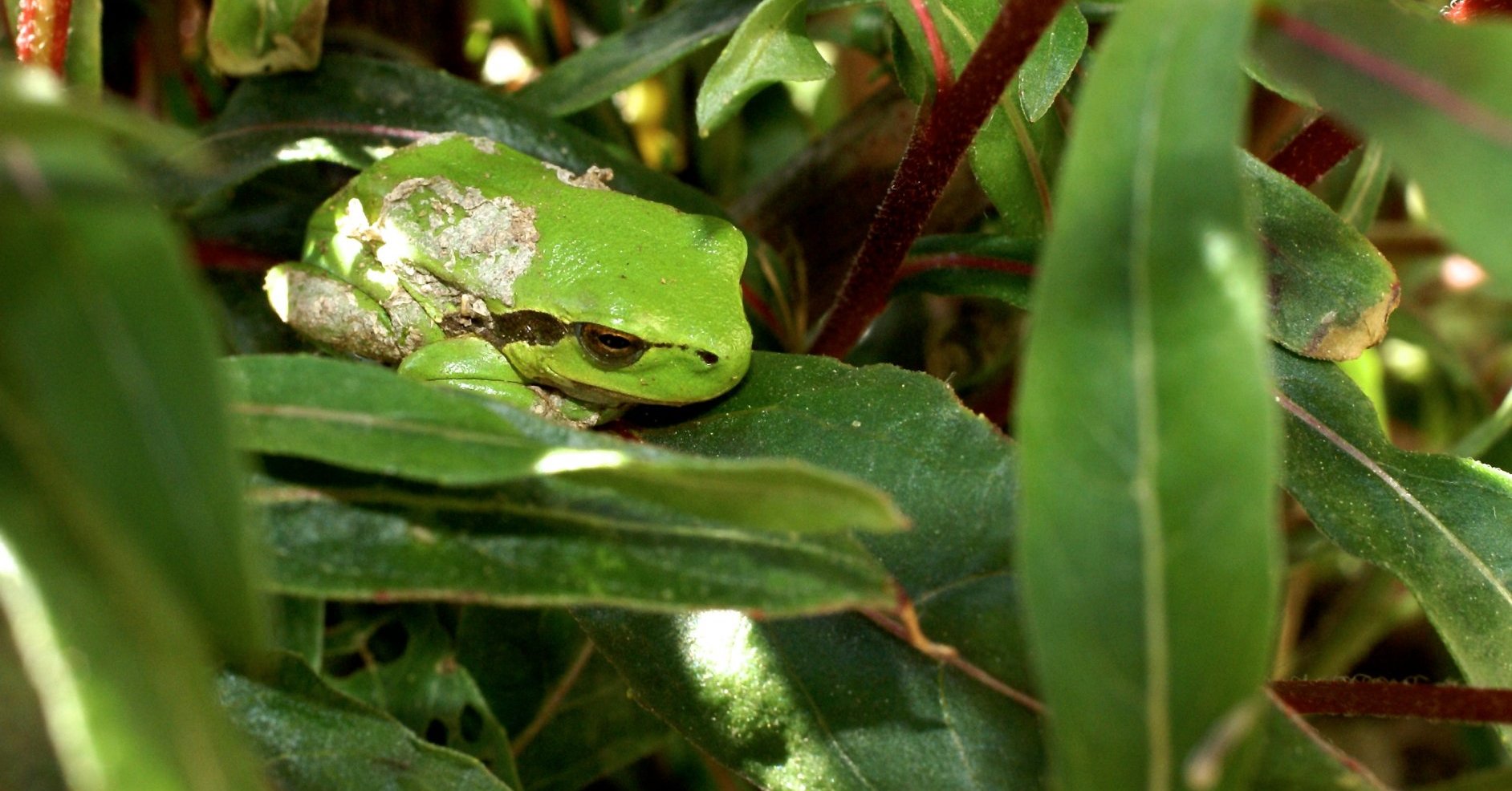 Rainette verte, Hyla arborea - Les Taxinomes