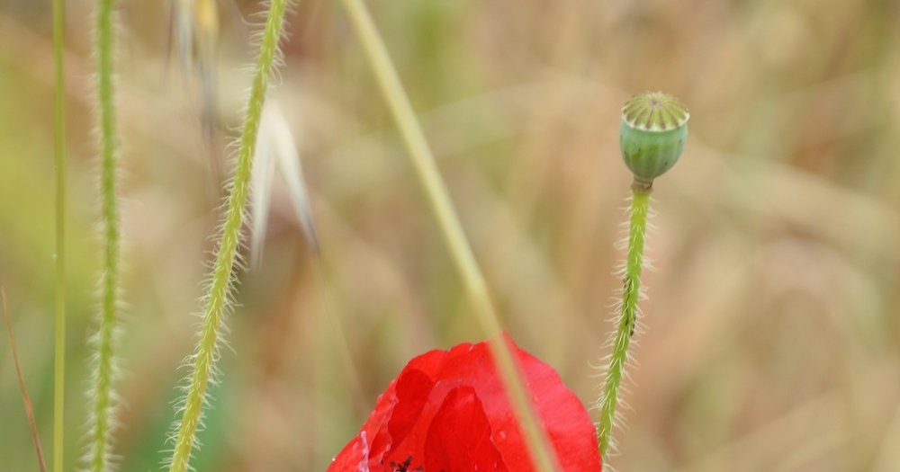 Papaver apulum - Les Taxinomes