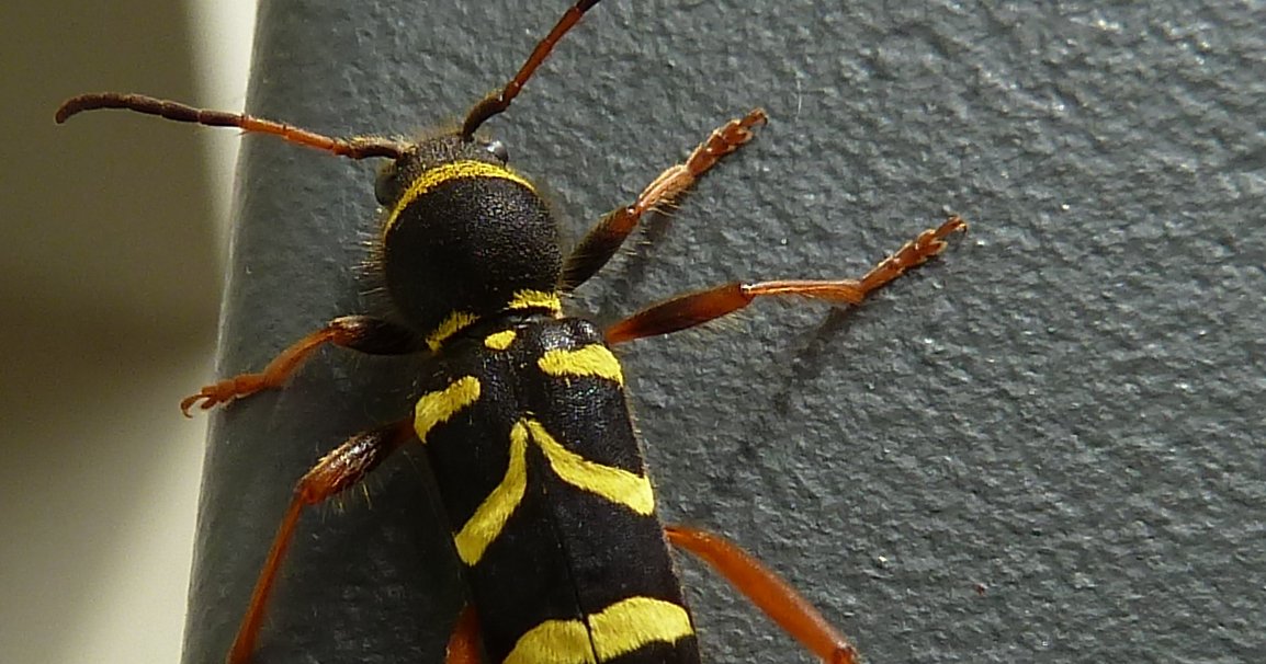 Clyte bélier. Clytus arietis - Les Taxinomes
