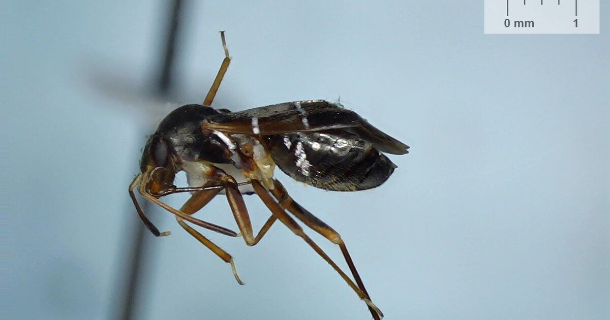 Pilophorus perplexus - Les Taxinomes