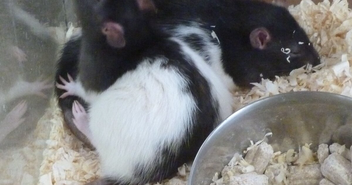 Rat bicolore - Les Taxinomes