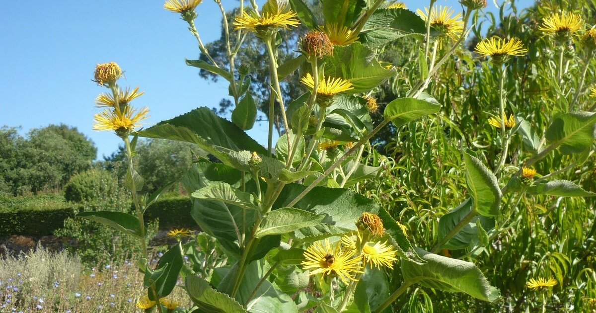 Aunée officinale (Inula helenium) - Les Taxinomes