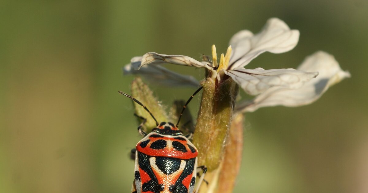 Eurydema ornata mâle - de dos - Les Taxinomes