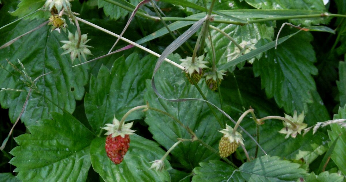 Fraise des bois naturelle - Les Taxinomes