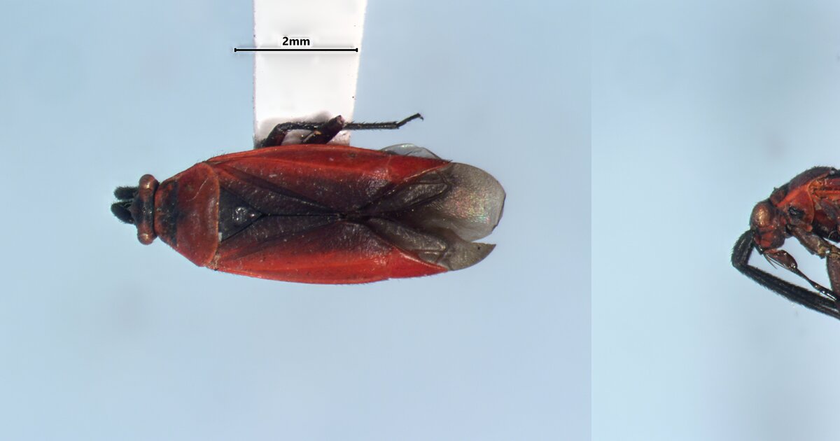 Lopidea instabilis - Les Taxinomes