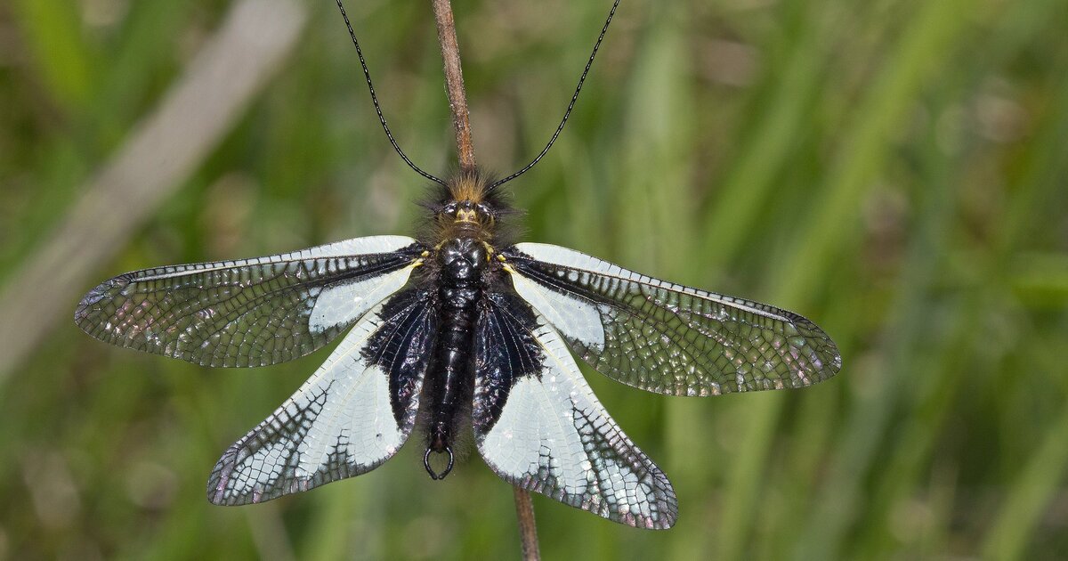 Libelloides coccajus f leucelius - L’ascalaphe soufré - Les Taxinomes