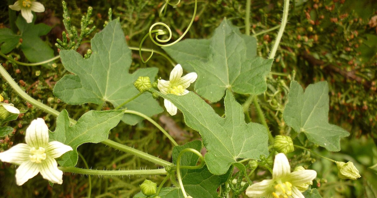 Bryone - Les Taxinomes