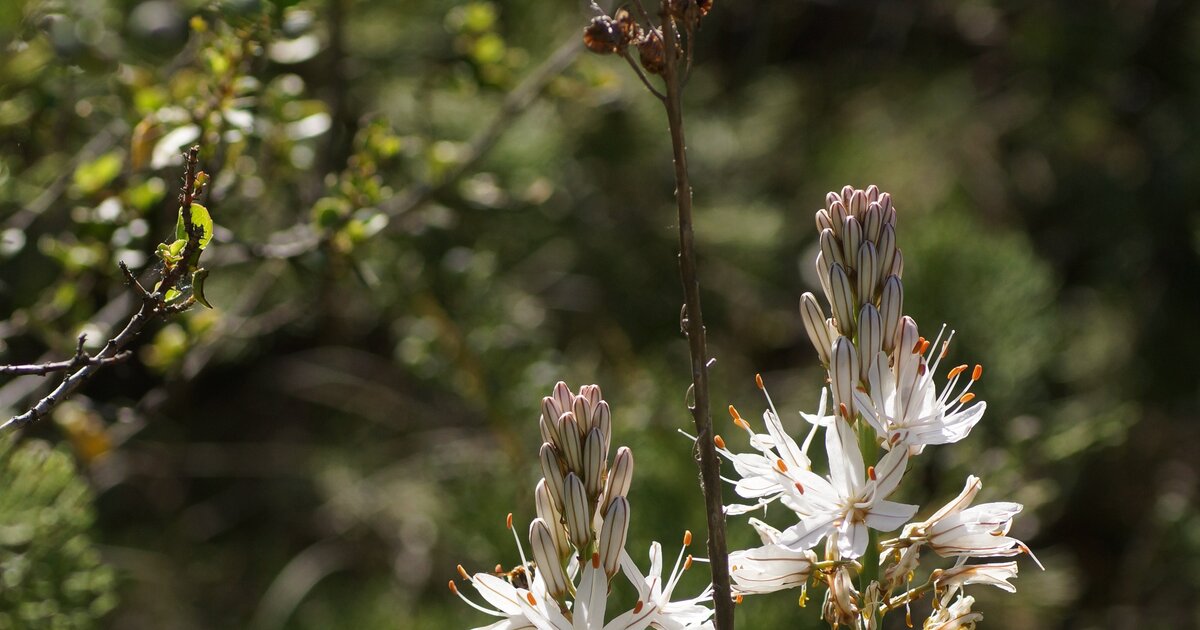 Asphodelus sp. - Les Taxinomes