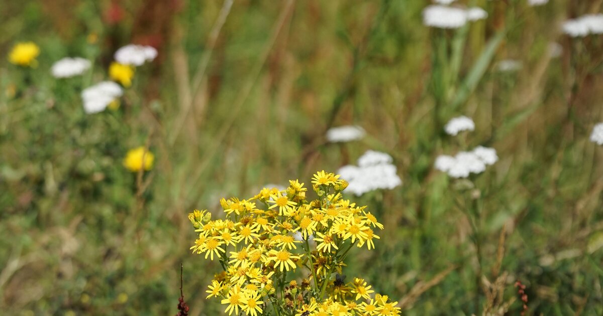 Séneçon jacobée - Les Taxinomes