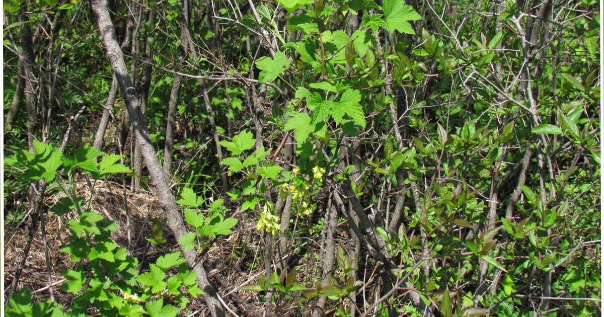 Gadellier américain - Les Taxinomes