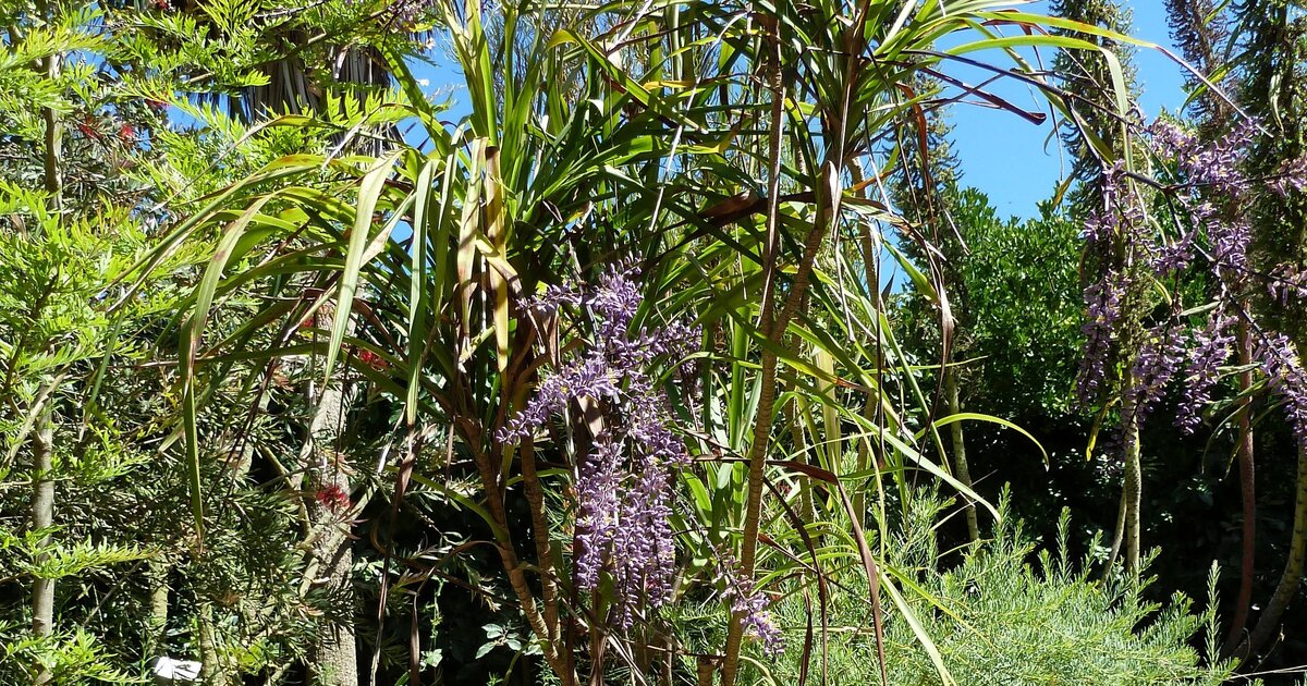 Cordyline stricta - Les Taxinomes