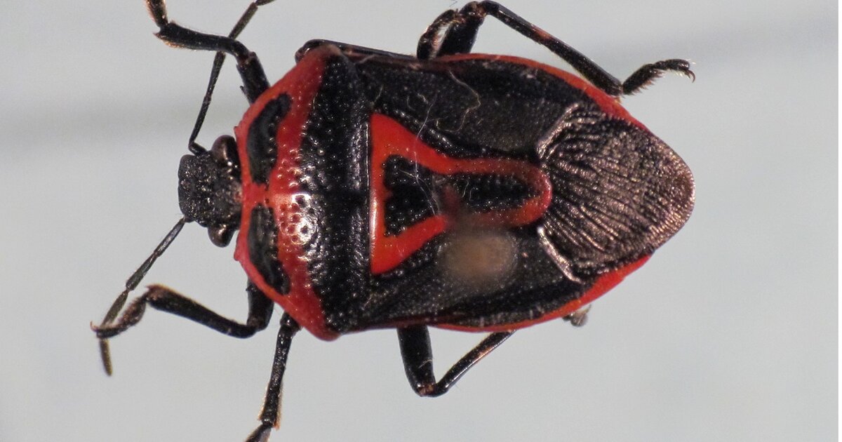 Perillus bioculatus - Les Taxinomes