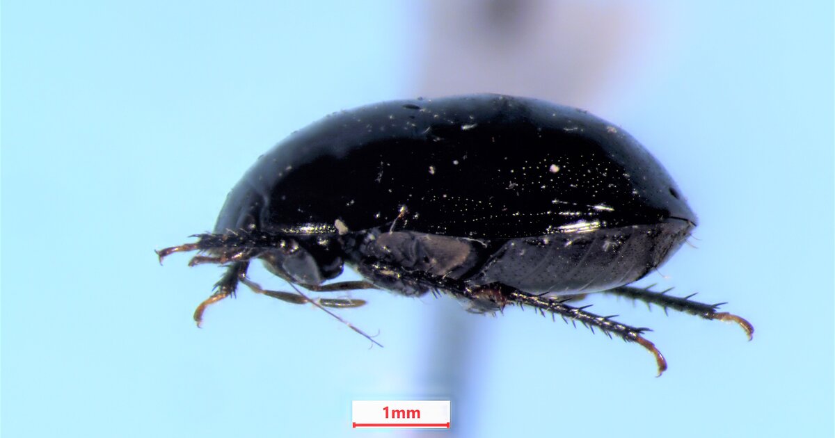 Galgupha atra - Les Taxinomes