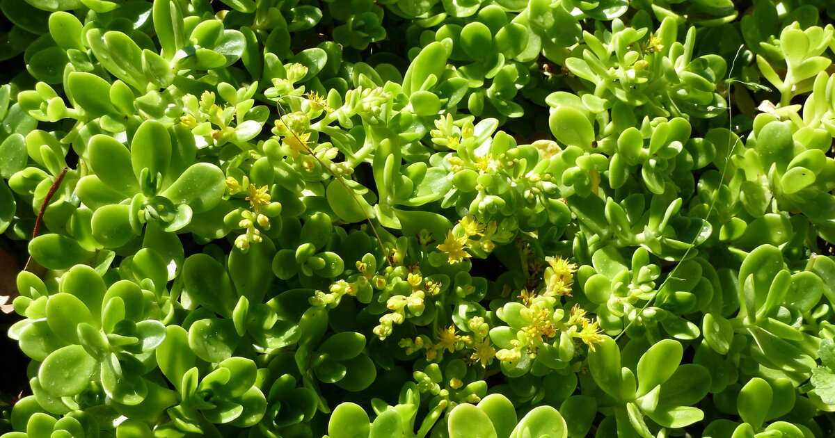 Sedum obcordatum - Les Taxinomes