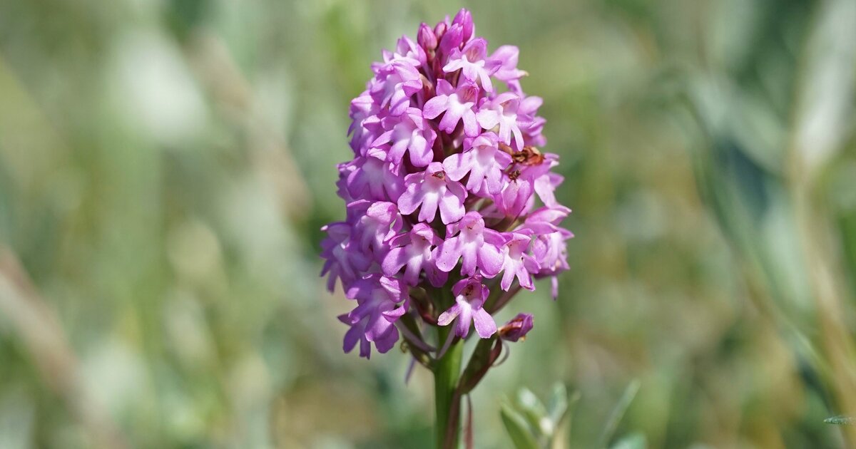Orchis pyramidal - Les Taxinomes