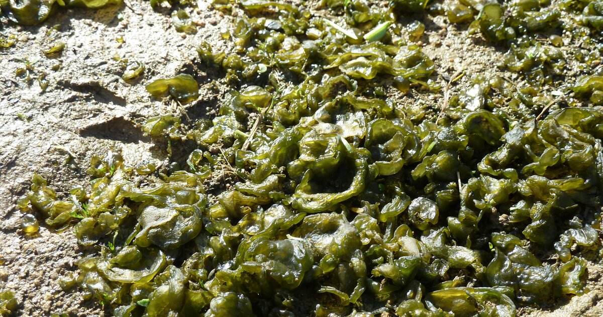 Nostoc (algues) - Les Taxinomes