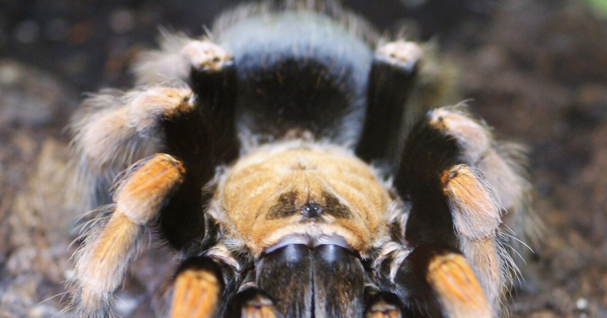 Mygale terricole - Les Taxinomes