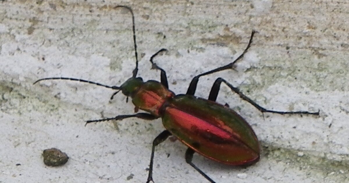 Insecte à identifier svp - Les Taxinomes