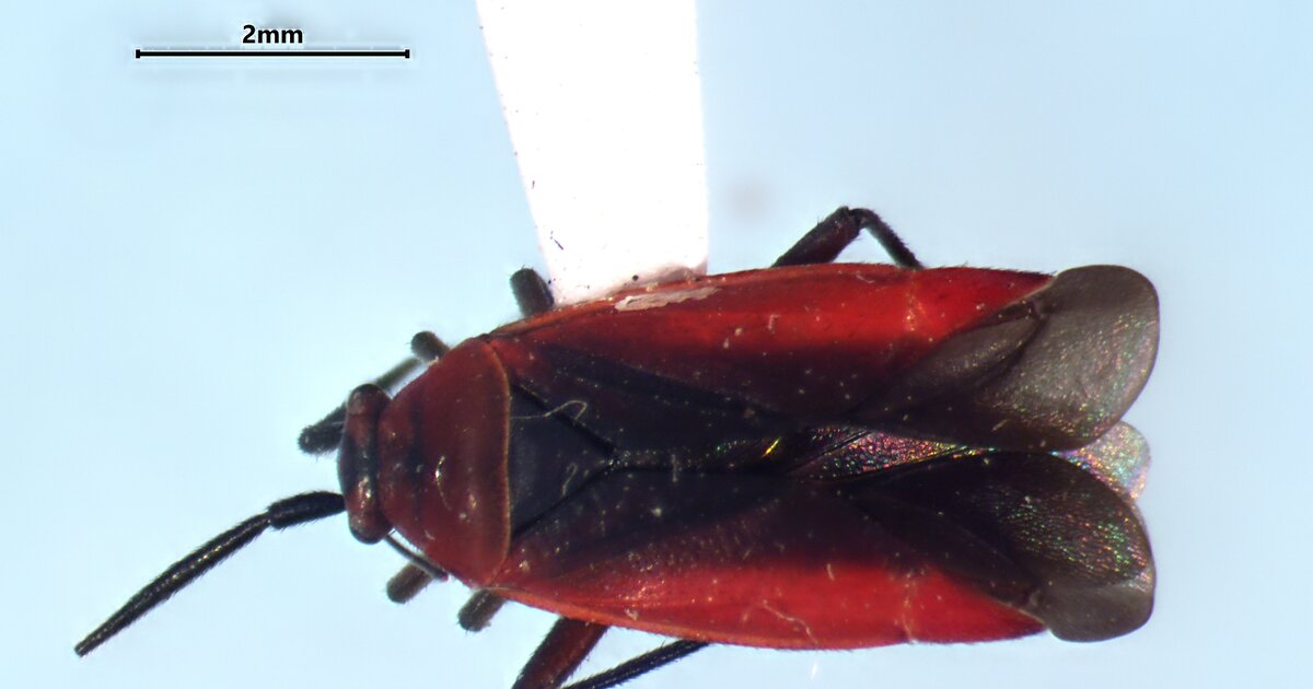 Lopidea instabilis - Les Taxinomes