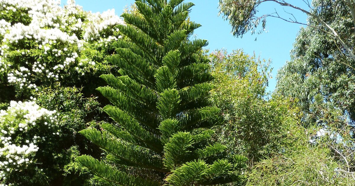 Araucaria columnaris - Les Taxinomes