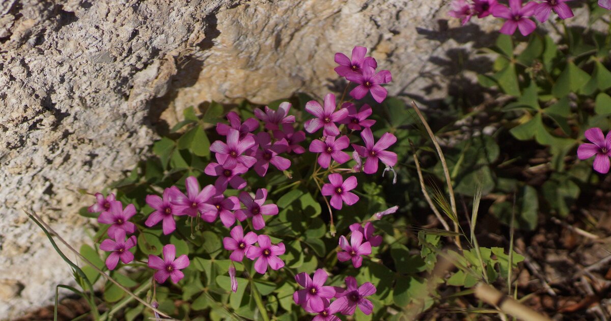 Oxalis articulata - Les Taxinomes