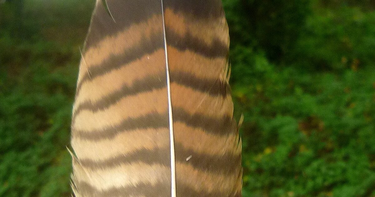 Plume de Buse variable - Les Taxinomes