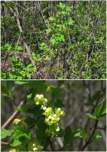 Gadellier américain - Les Taxinomes