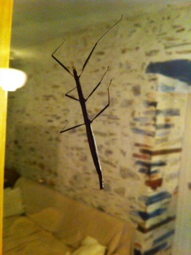 Phasme bâton, Carausius morosus - Les Taxinomes