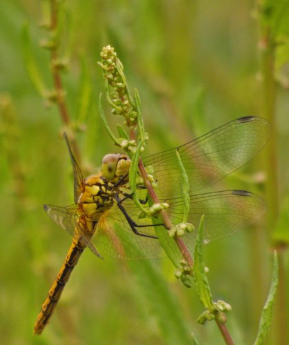 Sympetrum rouge sang Sympetrum sanguineum femelle - Les Taxinomes
