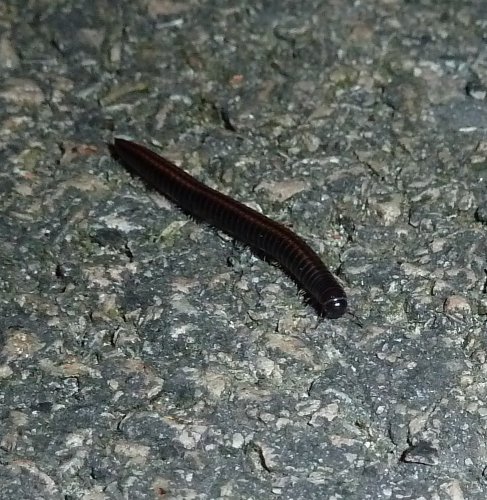 Iule - Les Taxinomes