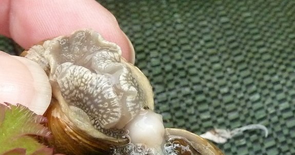 Escargots (en accouplement) - Les Taxinomes