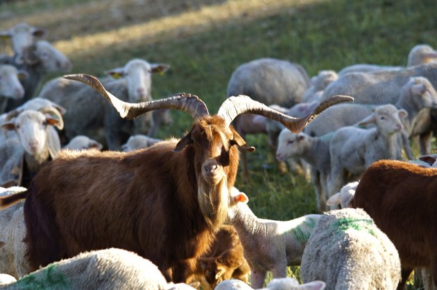 Bouc - Les Taxinomes