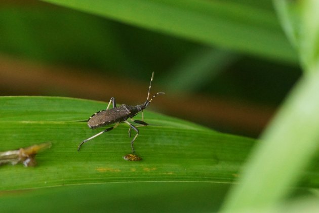 Stenocephalidae sp. - Les Taxinomes