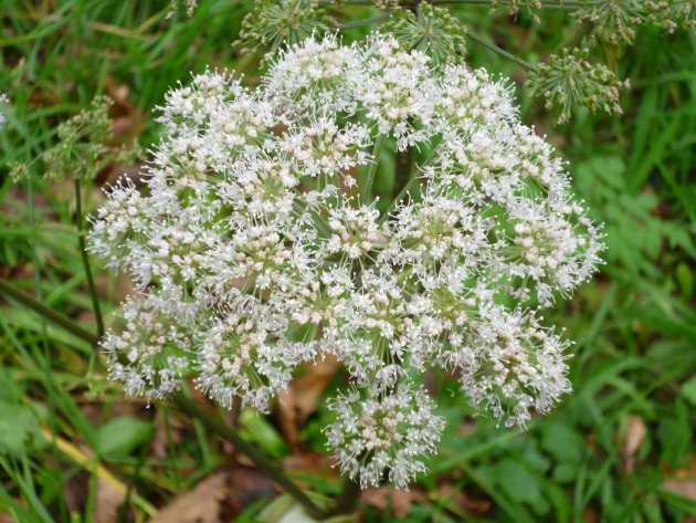 Ciguë - Les Taxinomes